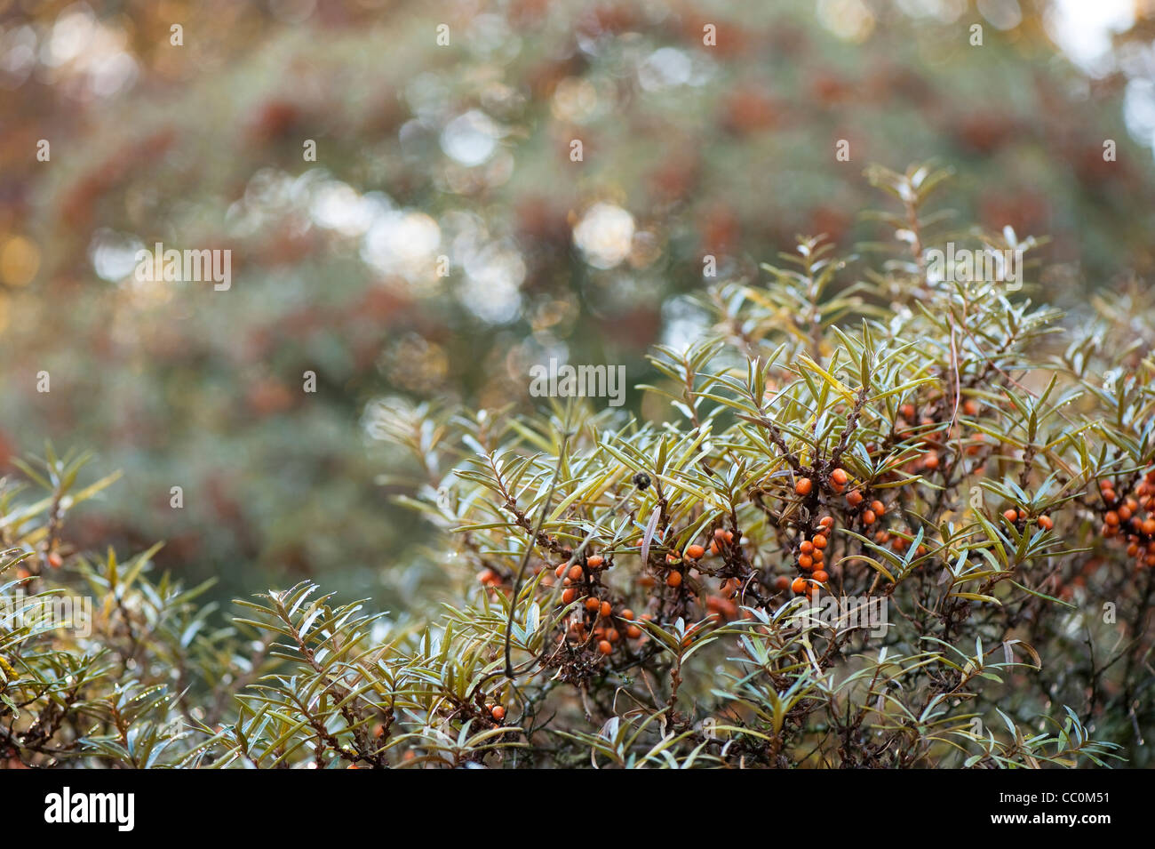 Hippophae rhamnoides, Sea Buckthorn, in autumn Stock Photo - Alamy