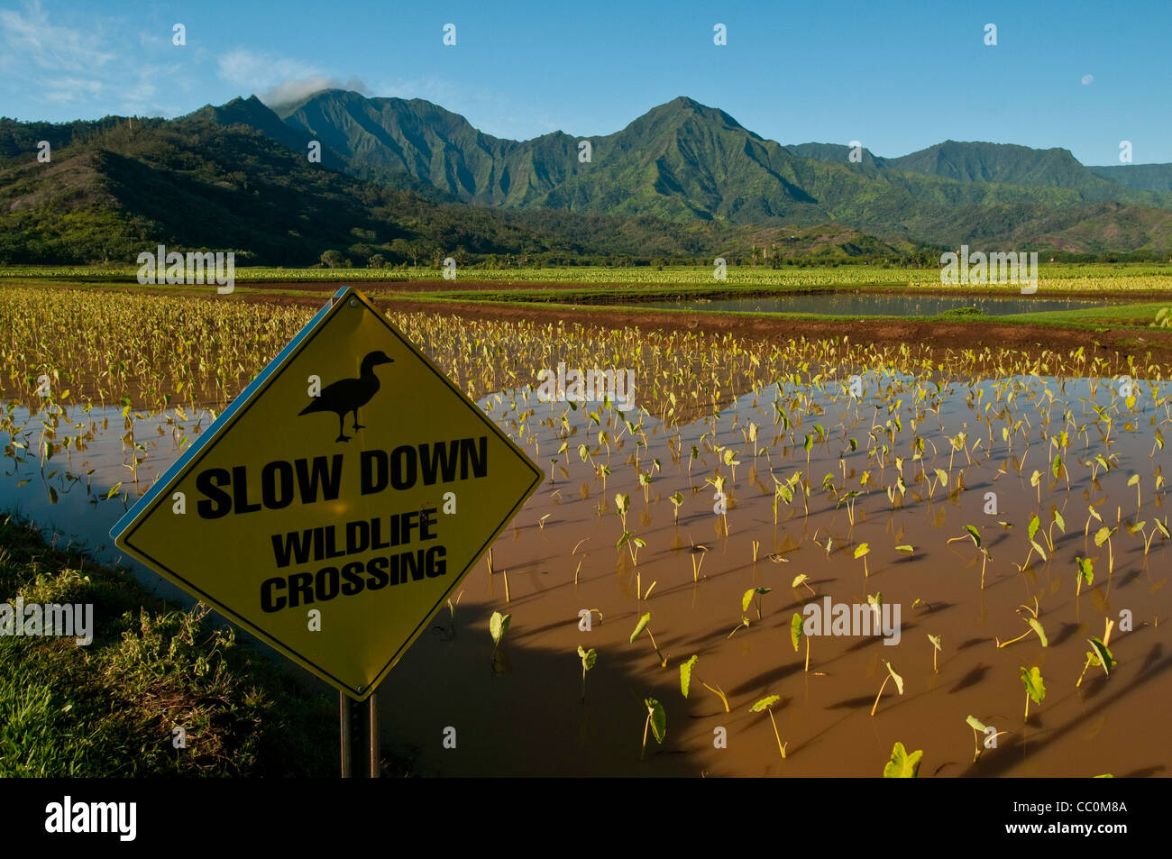 Fields, agriculture, water, Kauai, Hawaii Stock Photo - Alamy