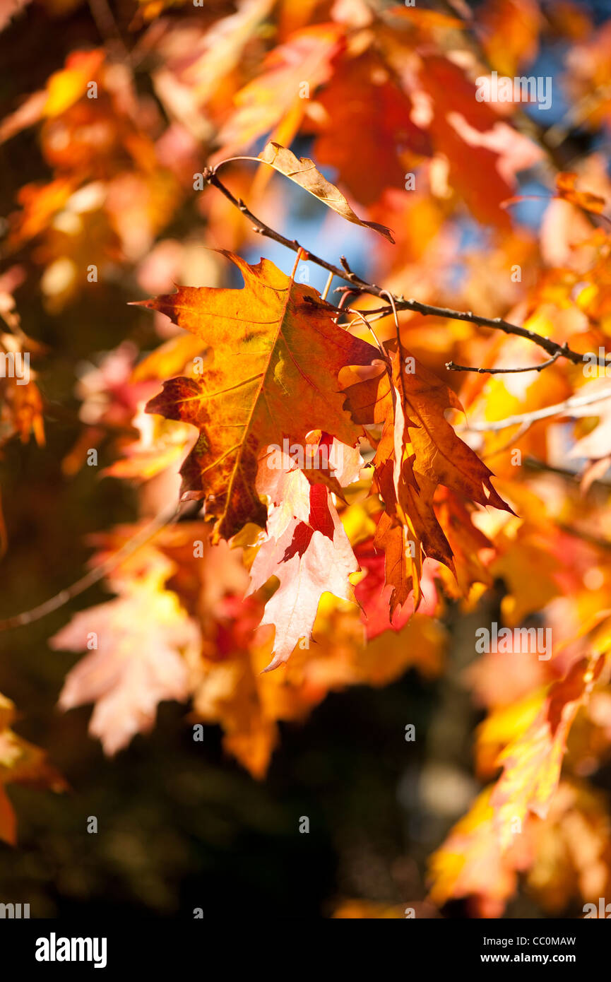 Quercus rubra, Red Oak, in autumn Stock Photo - Alamy