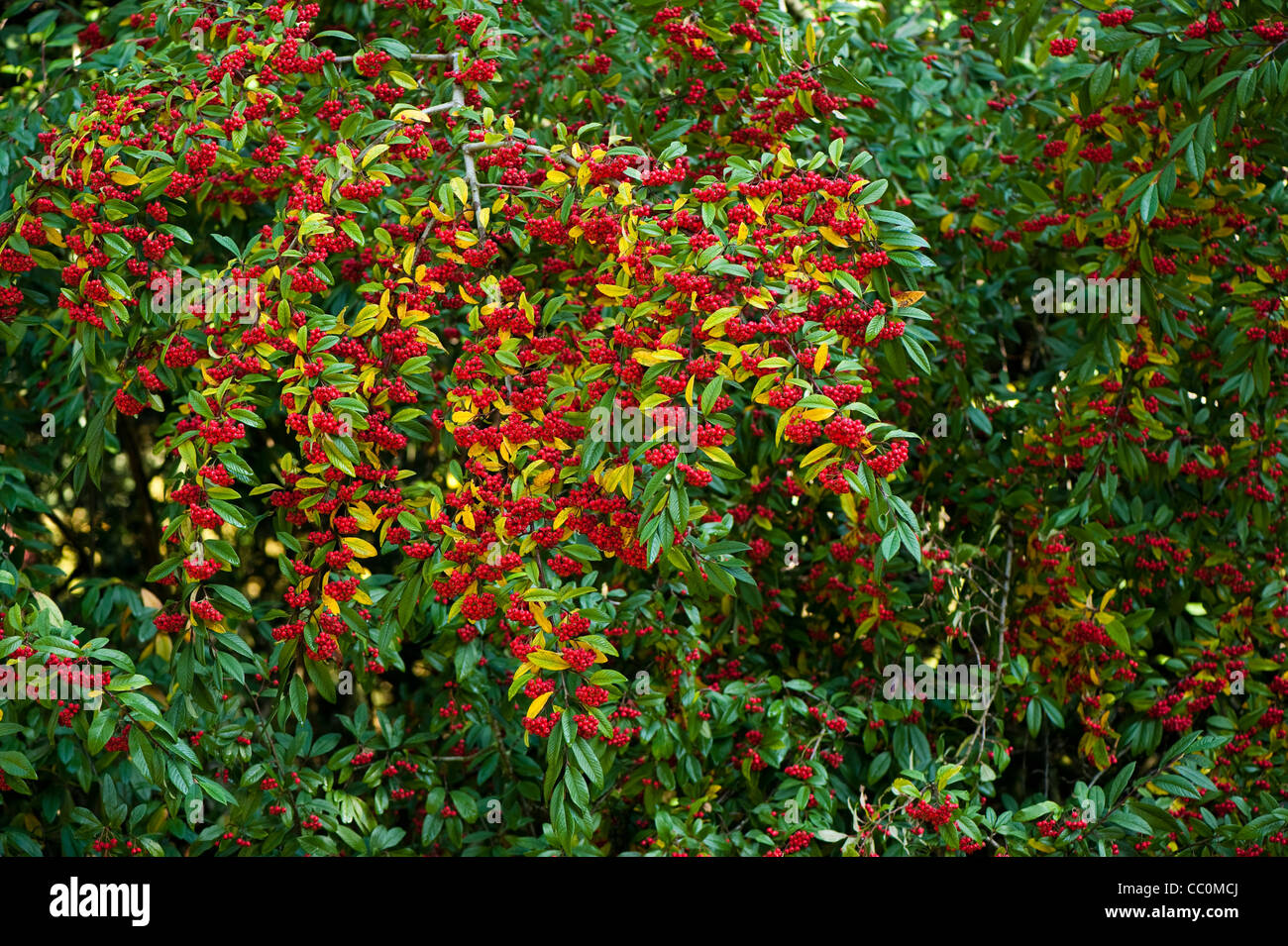 Cotoneaster frigidus, Tree Cotoneaster, in autumn Stock Photo - Alamy