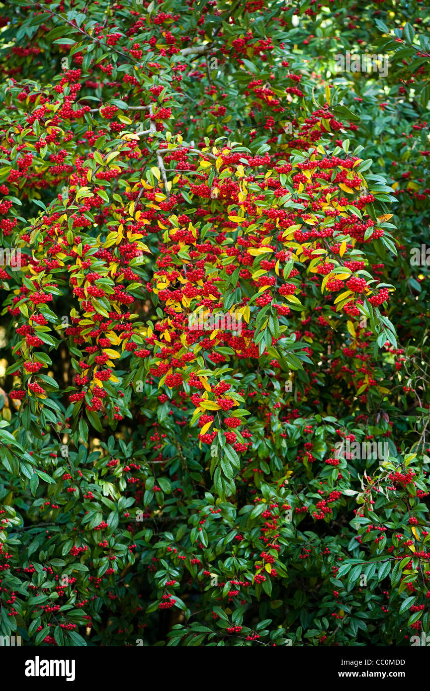 Cotoneaster frigidus, Tree Cotoneaster, in autumn Stock Photo - Alamy