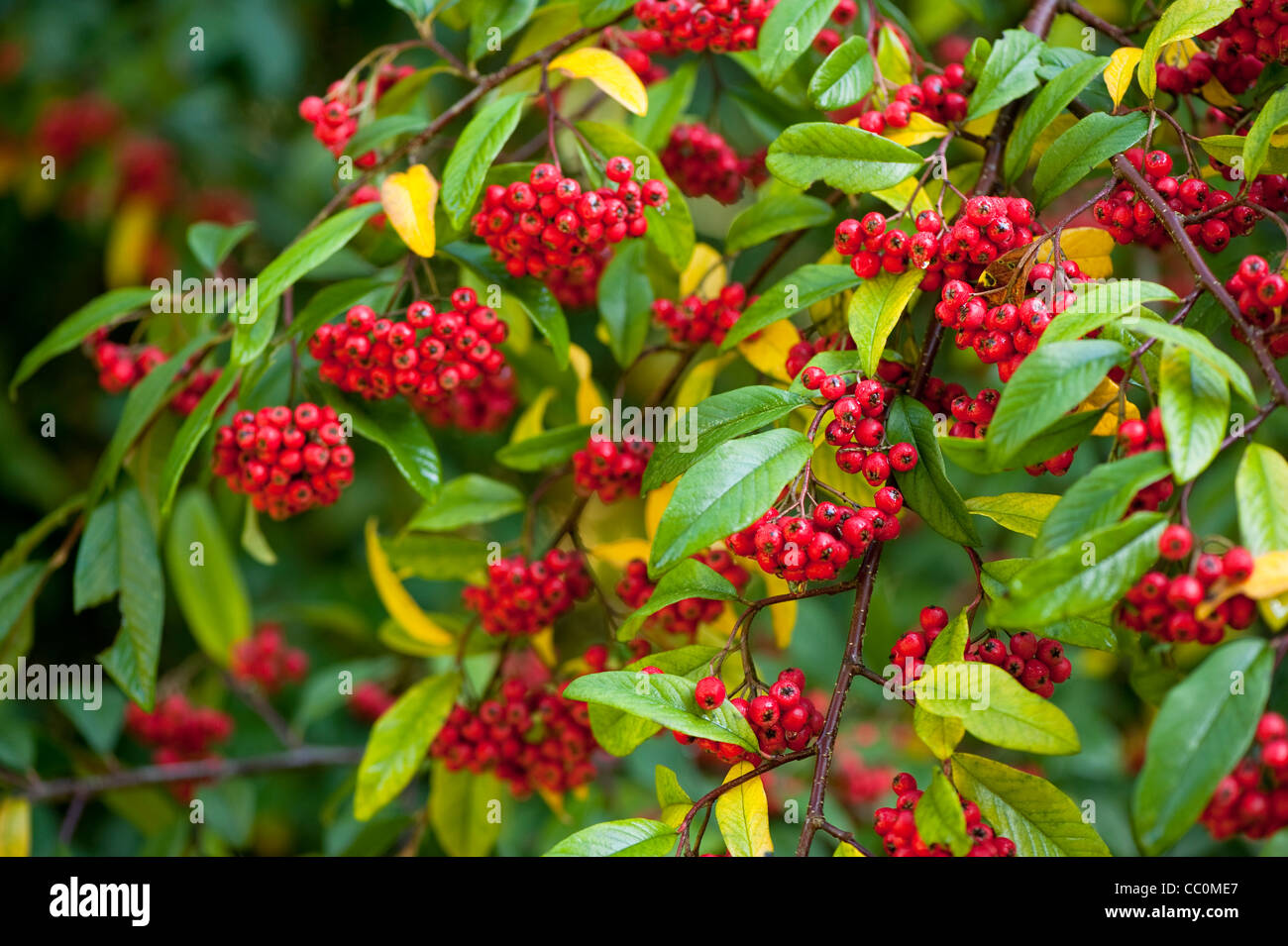 Cotoneaster frigidus, Tree Cotoneaster, in autumn Stock Photo - Alamy