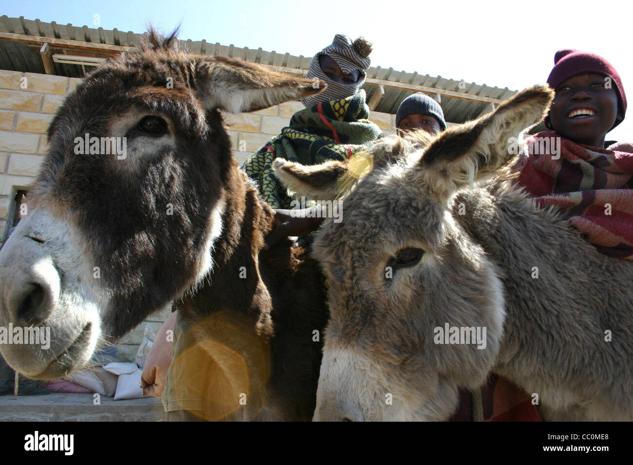 Donkeys and local men in Lesotho (Africa Stock Photo - Alamy