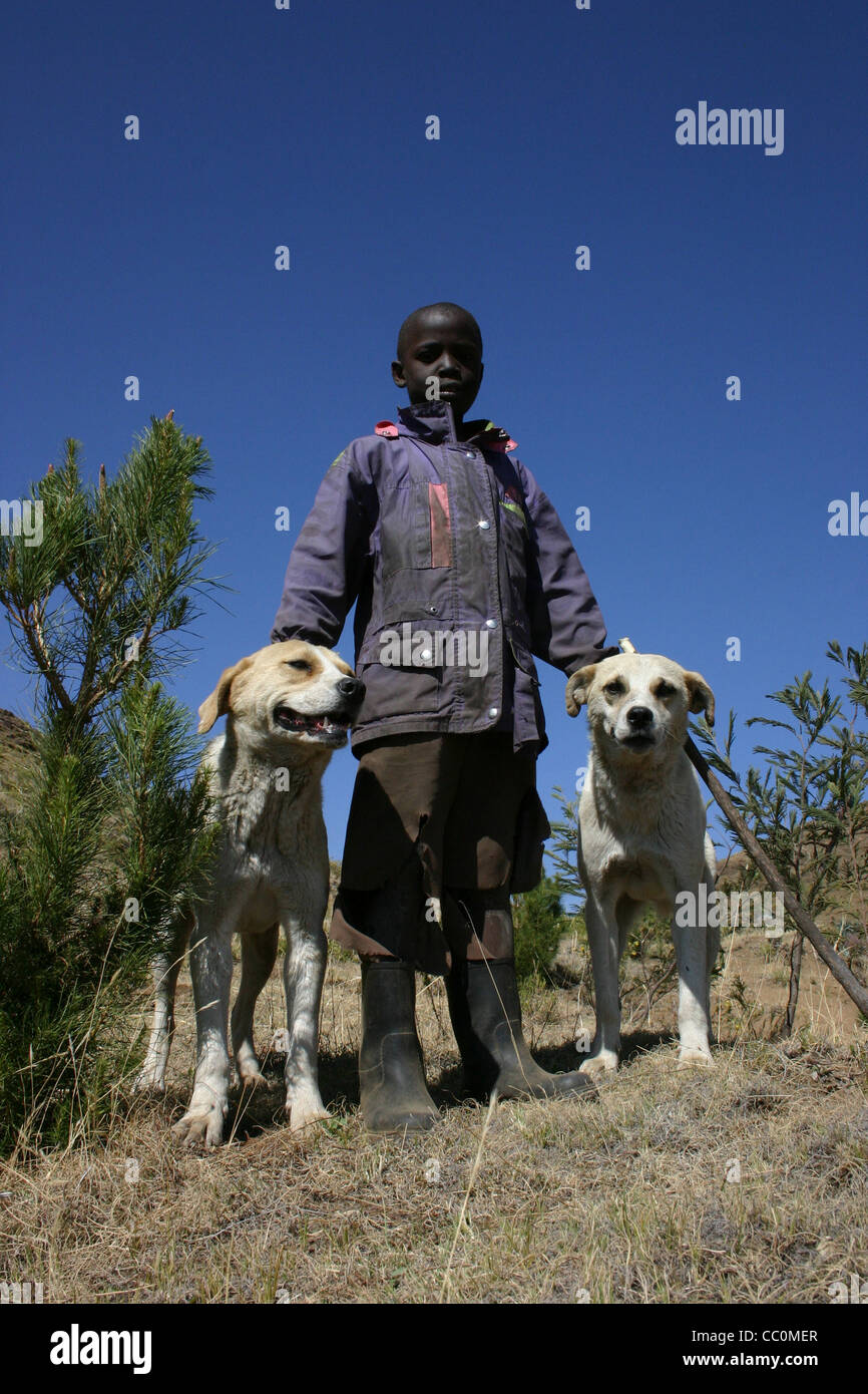 Shepherd boy with dogs in Lesotho, Africa Stock Photo - Alamy