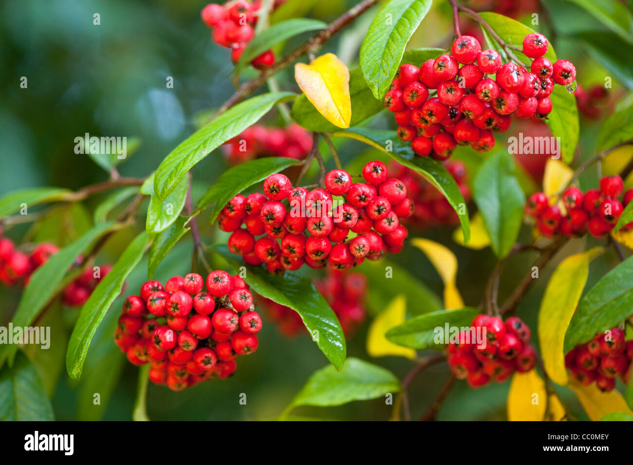 Cotoneaster tree hi-res stock photography and images - Alamy