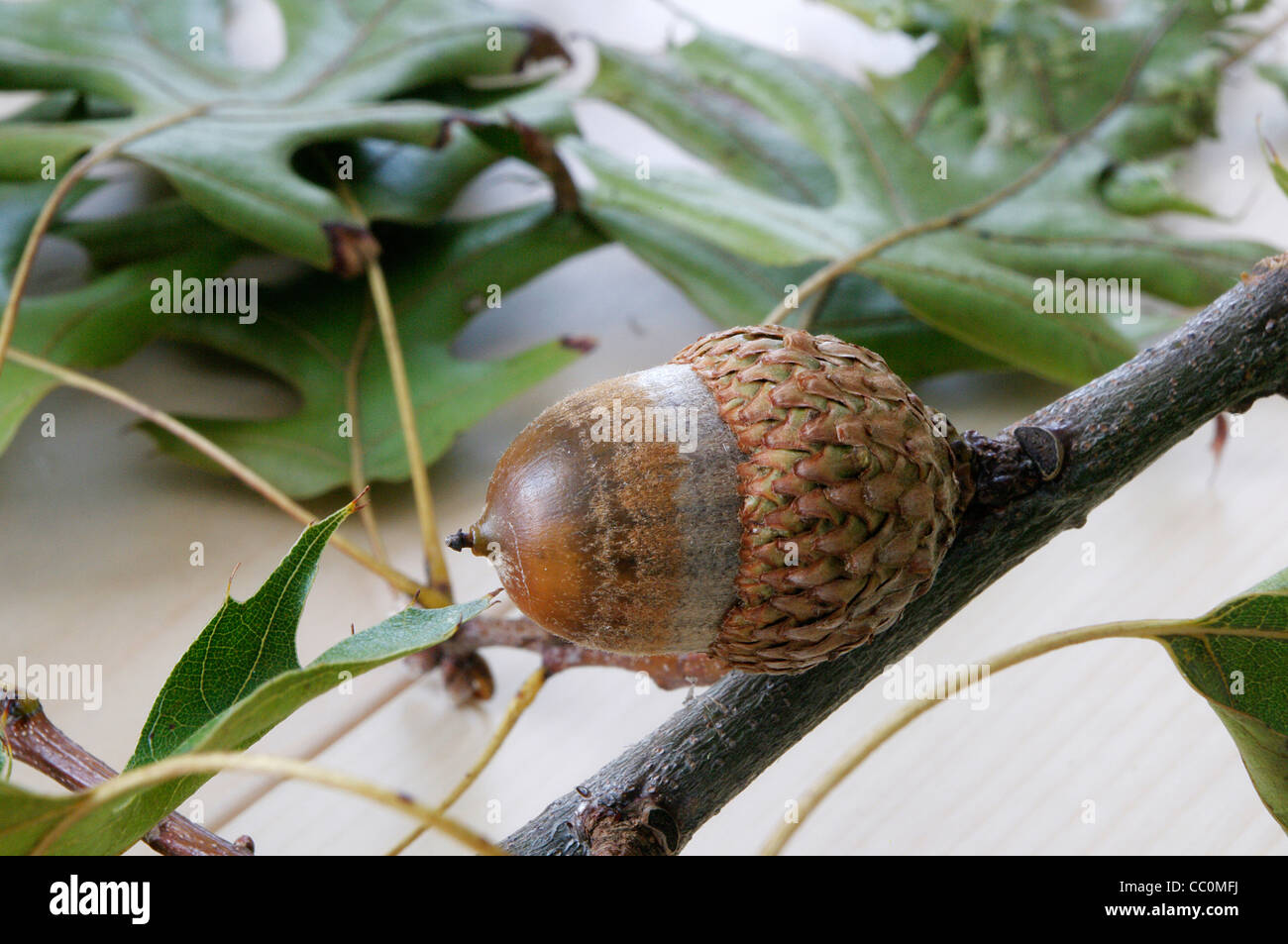 Quercus Velutina Acorn