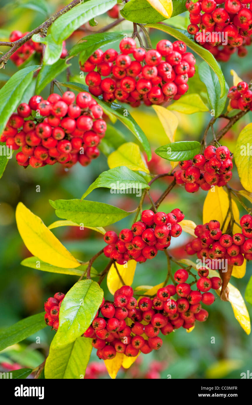 Cotoneaster frigidus, Tree Cotoneaster, in autumn Stock Photo - Alamy