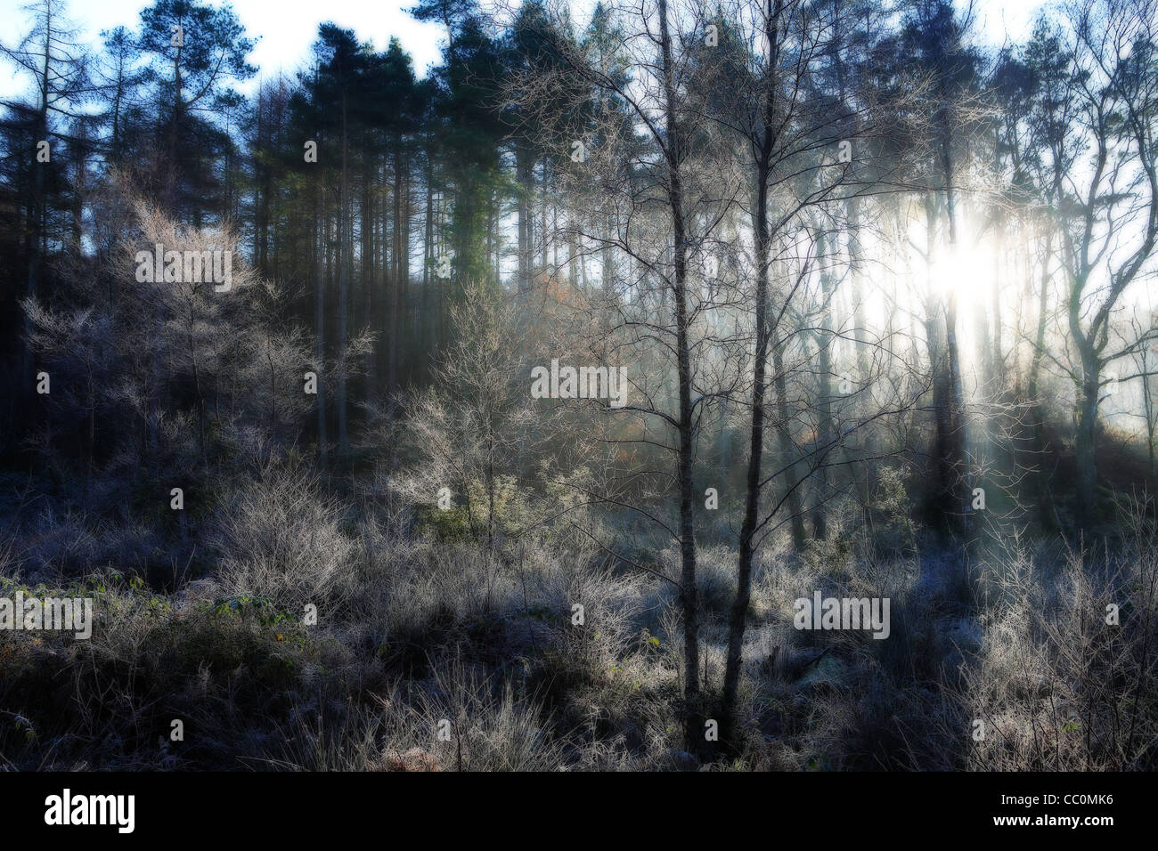 Morning winter sunlight hi-res stock photography and images - Alamy