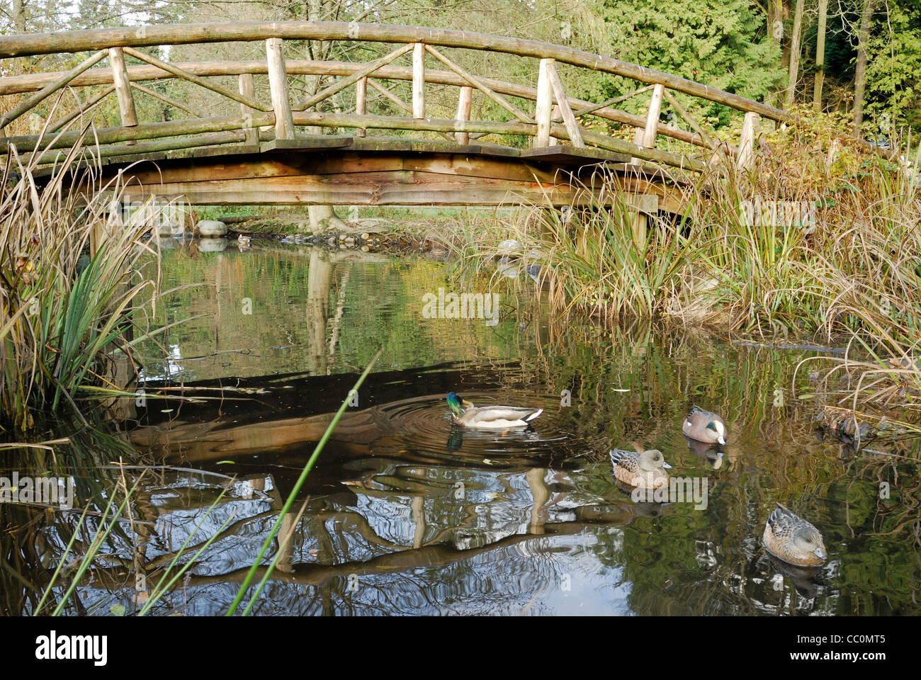 The arched duck hi-res stock photography and images - Alamy