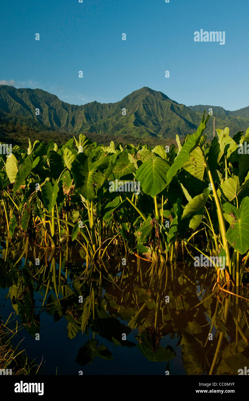 Fields, agriculture, water, Kauai, Hawaii Stock Photo - Alamy