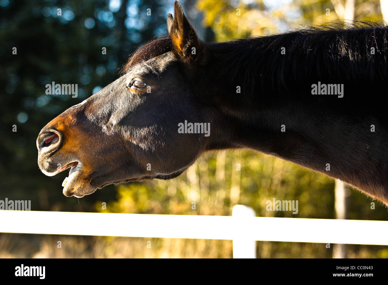 Yawning horse hi-res stock photography and images - Alamy