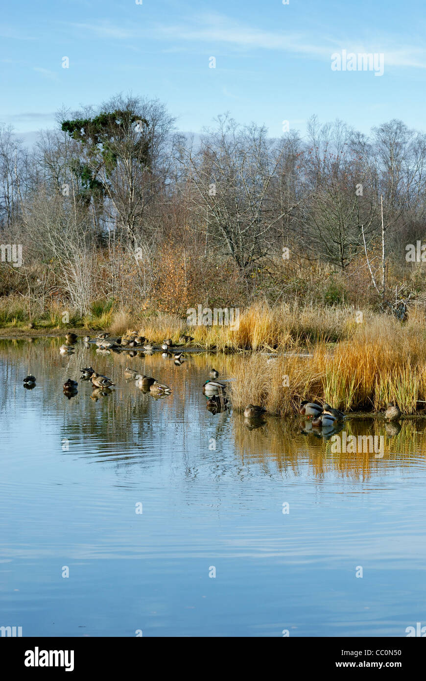 Duck pond at George C. Reifel Migratory Bird Sanctuary located in ...