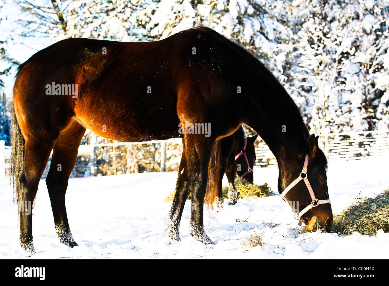 Bay horse at winter pasture Stock Photo - Alamy