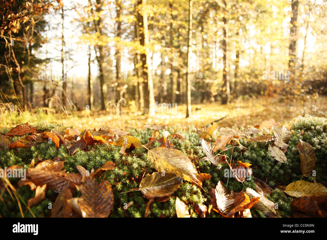 leaves on ground, forest, autumn Stock Photo - Alamy