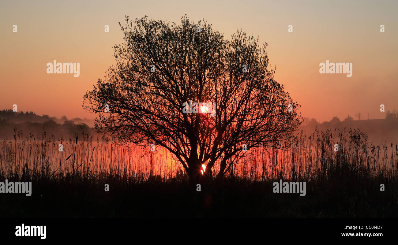 Willow tree silhouette hi-res stock photography and images - Alamy