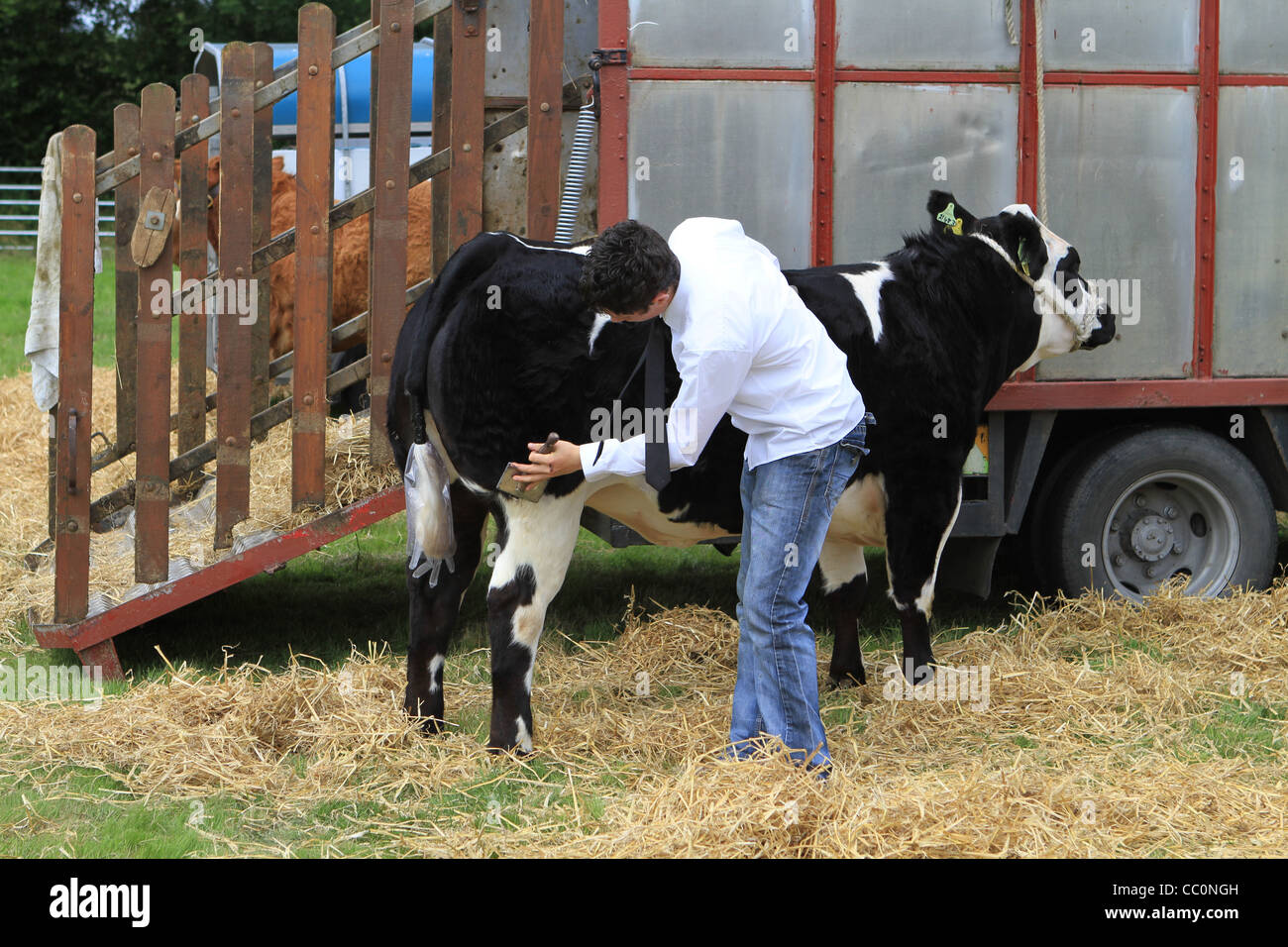 Grooming Cow High Resolution Stock Photography and Images - Alamy