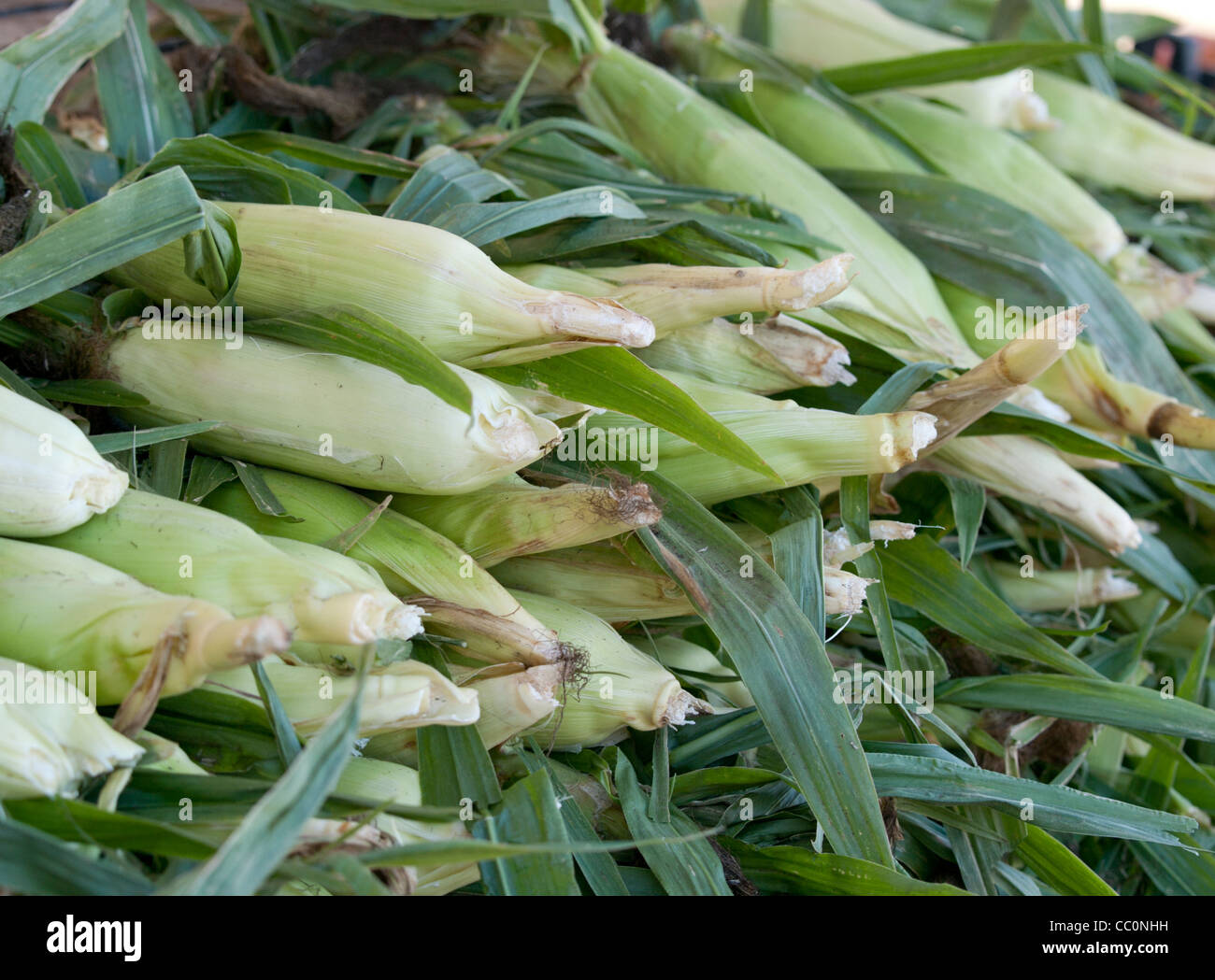 Corn stacked for sale at a farmers market Stock Photo - Alamy