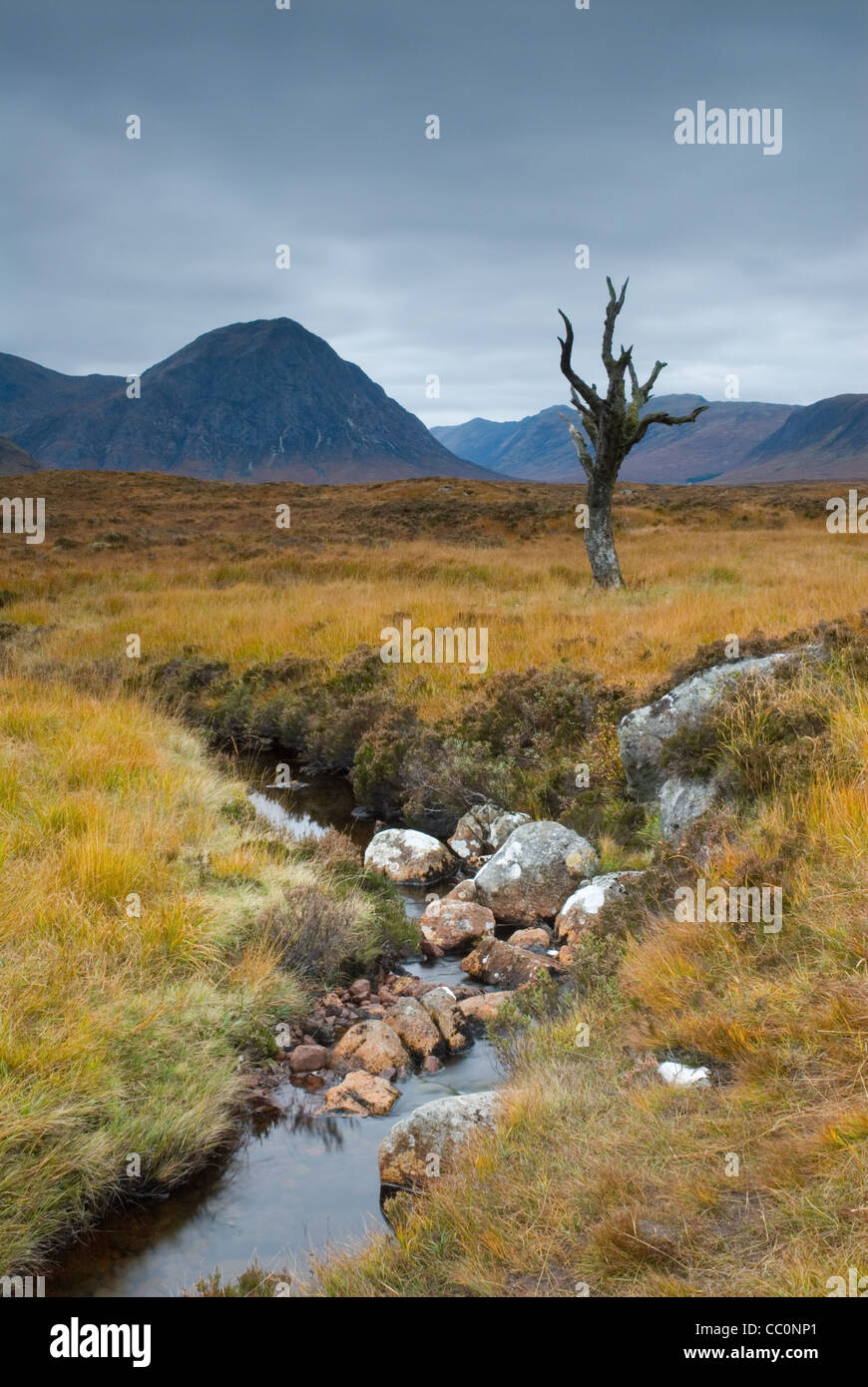Iconic skeletal tree on Rannoch Moor looking towards buachaille etive ...