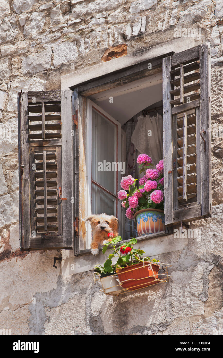 Shutter dog hi-res stock photography and images - Alamy
