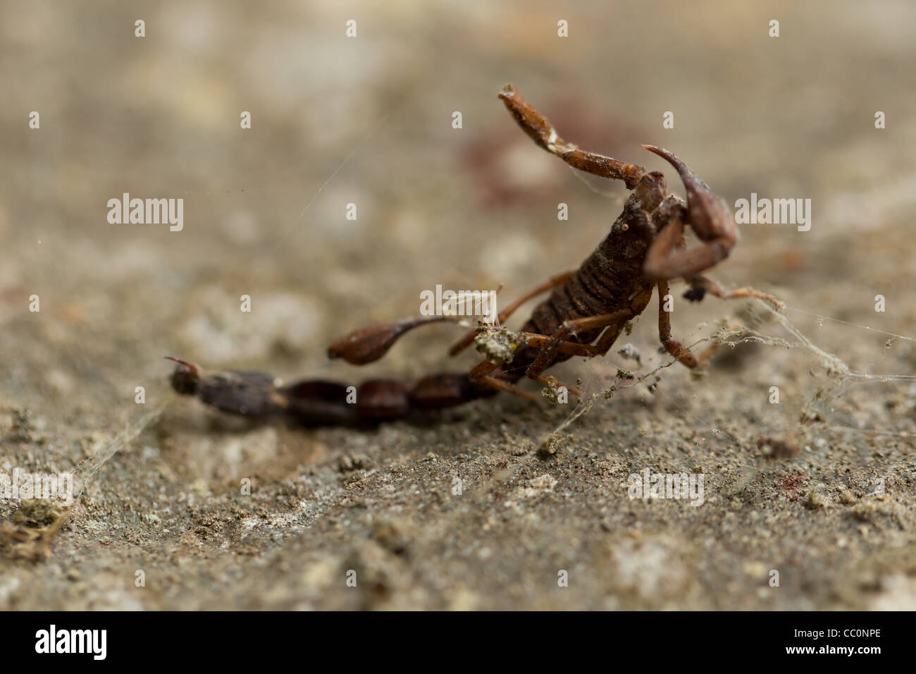 Corpse Of An Scorpion Trapped Into A Spider Web Stock Photo - Alamy