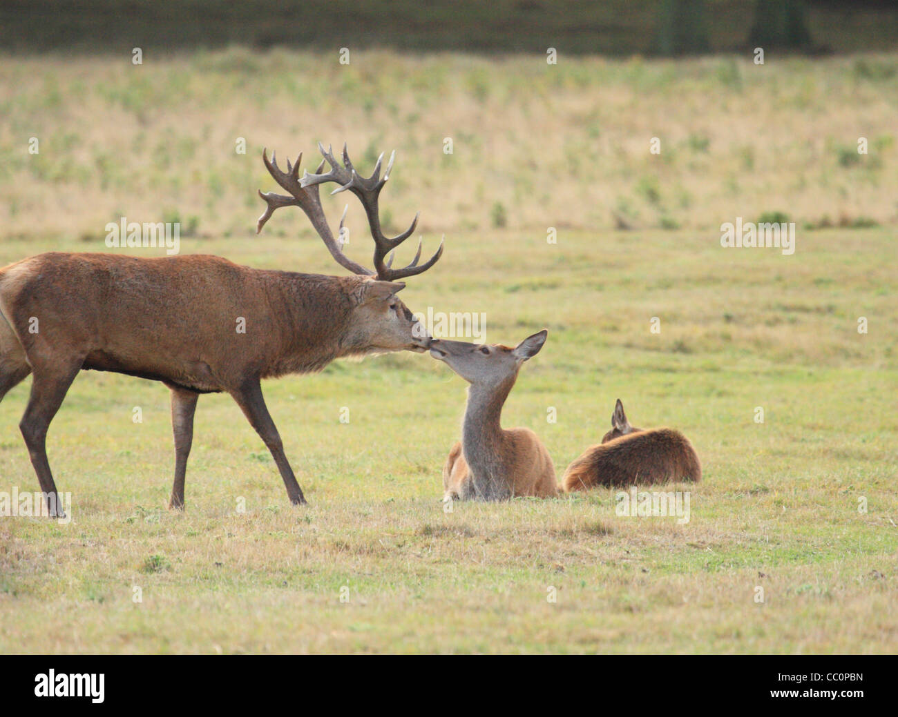 Stag with antlers nose to nose with female hind Stock Photo - Alamy
