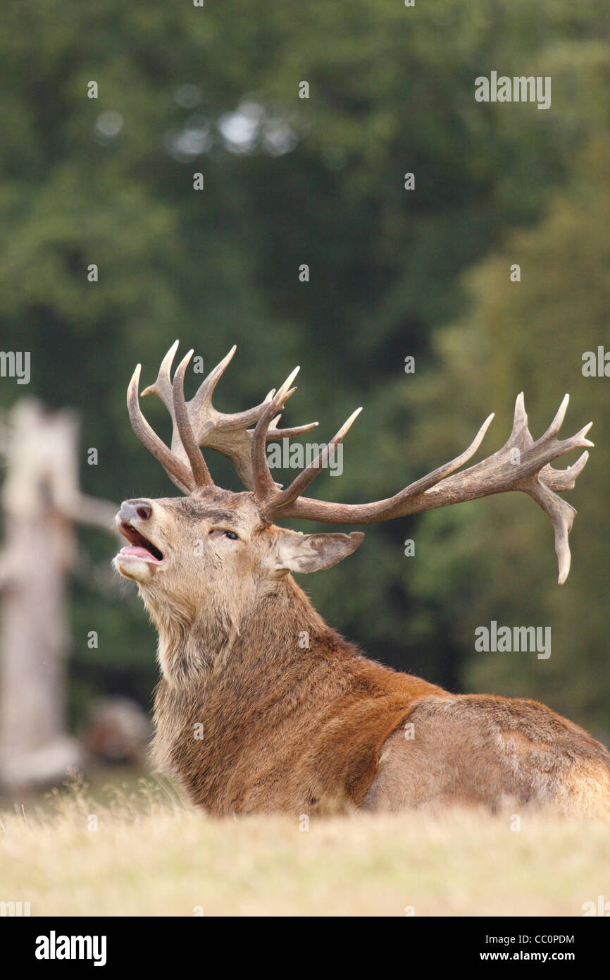 Stag head hi-res stock photography and images - Alamy