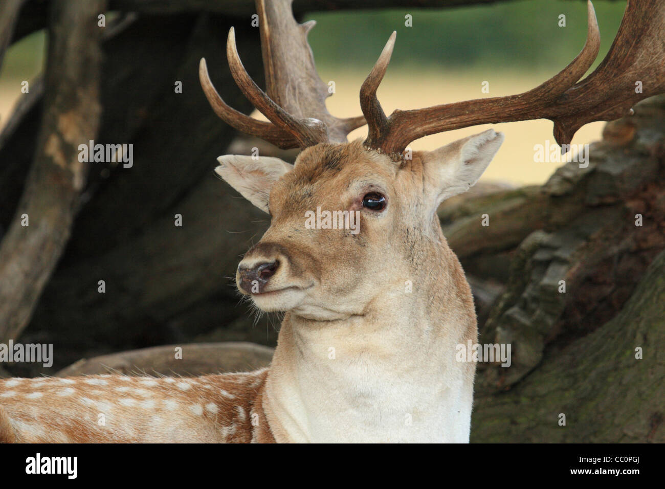 Deer laying down hi-res stock photography and images - Alamy