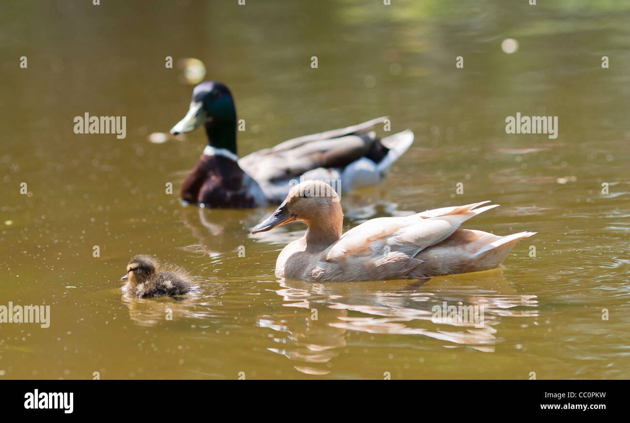 Nuclear family unit hi-res stock photography and images - Alamy