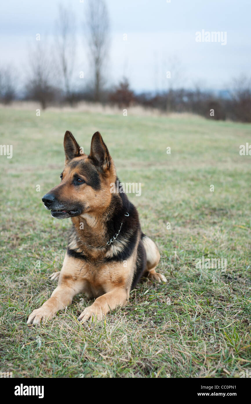 Smart German Ghepherd dog/alsatian lying in a meadow, waiting for the ...