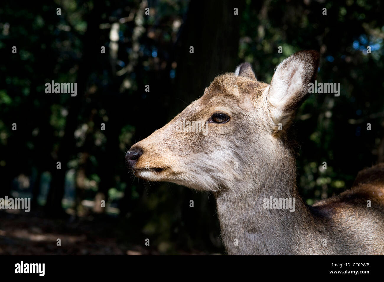 Nara koen park hi-res stock photography and images - Alamy