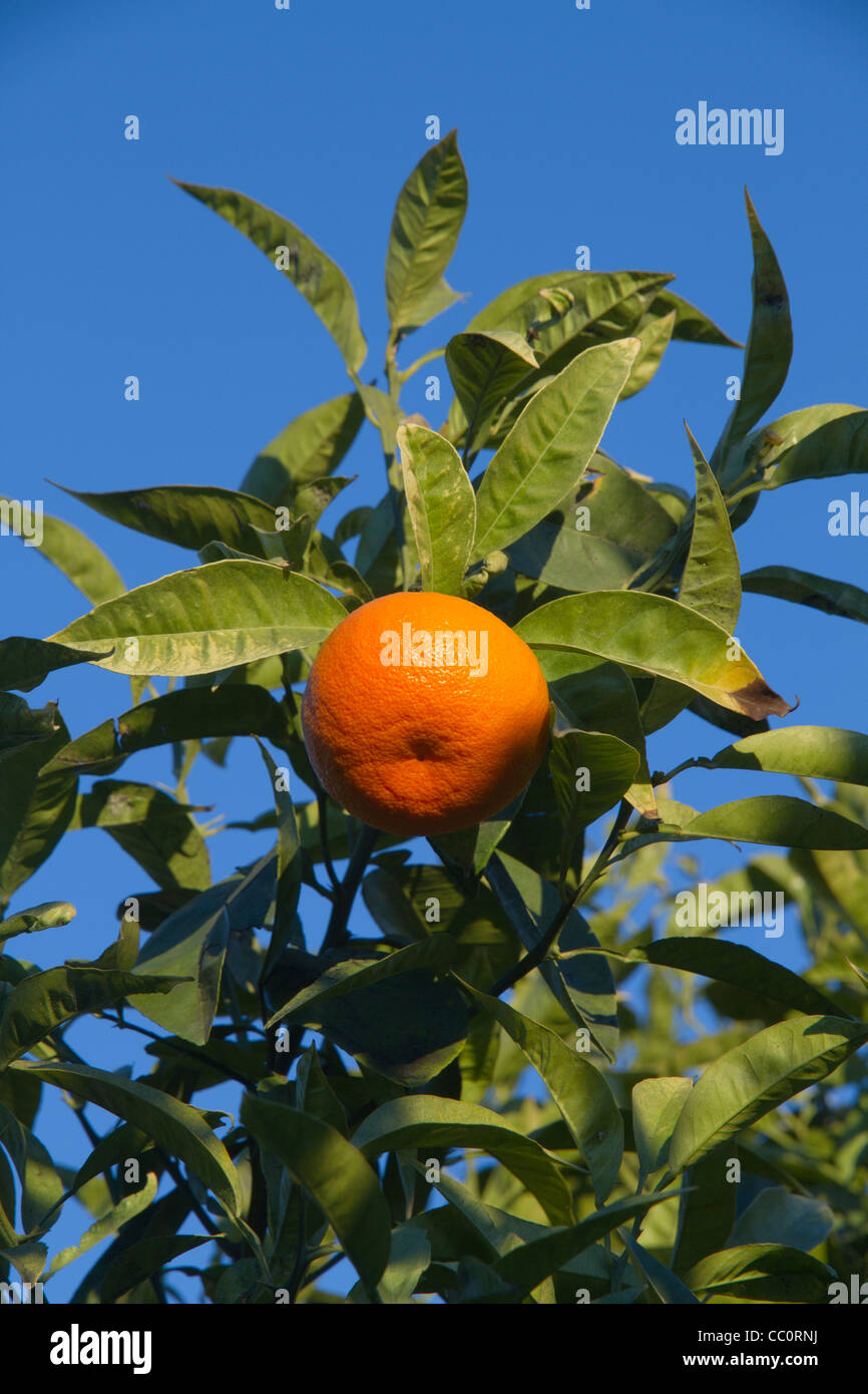 mandarin citrus Mallorca Balearic Spain Mediterranean Europe Stock ...