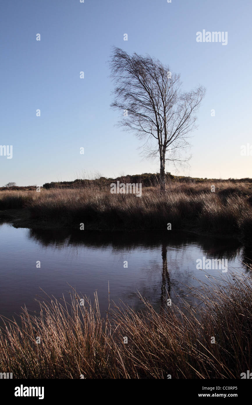 Lone birch tree and reflection in pond, Waldridge Fell, Site of Special ...