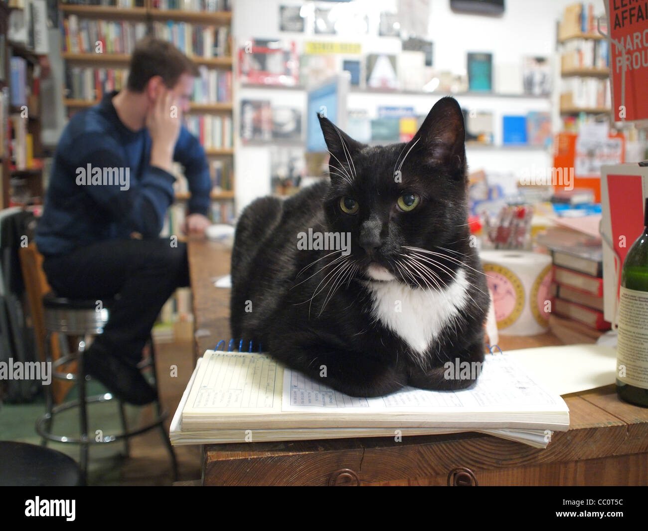 Spoonbill and sugartown hi-res stock photography and images - Alamy