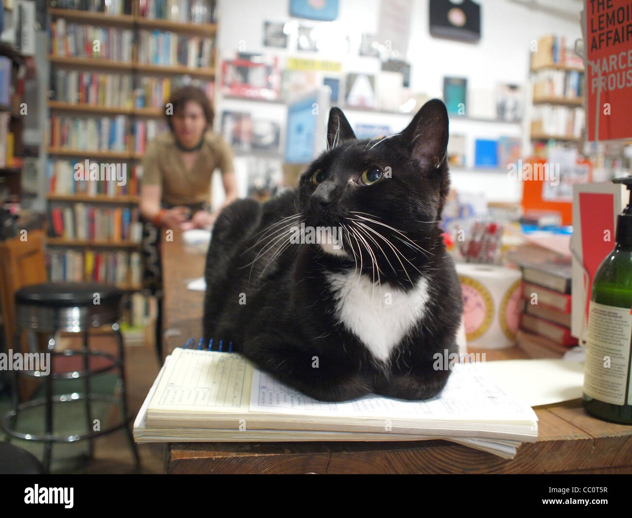 Bookstore cat, Spoonbill & Sugartown bookstore, Brooklyn, New York ...