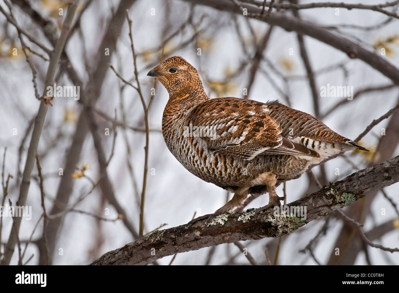 Black grouse winter hi-res stock photography and images - Alamy