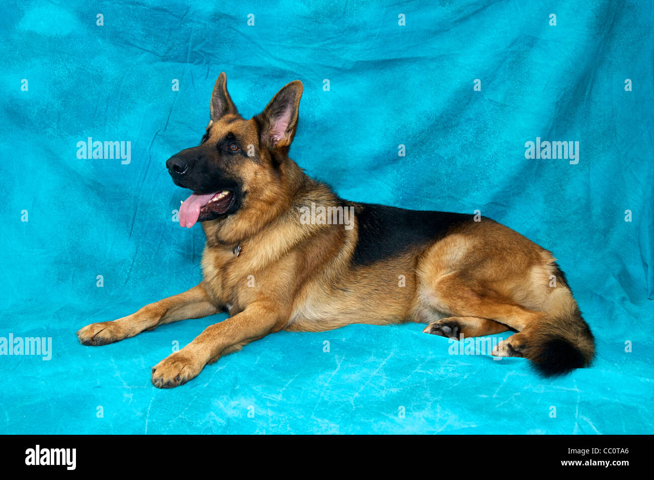 German shepherd laying down hi-res stock photography and images - Alamy