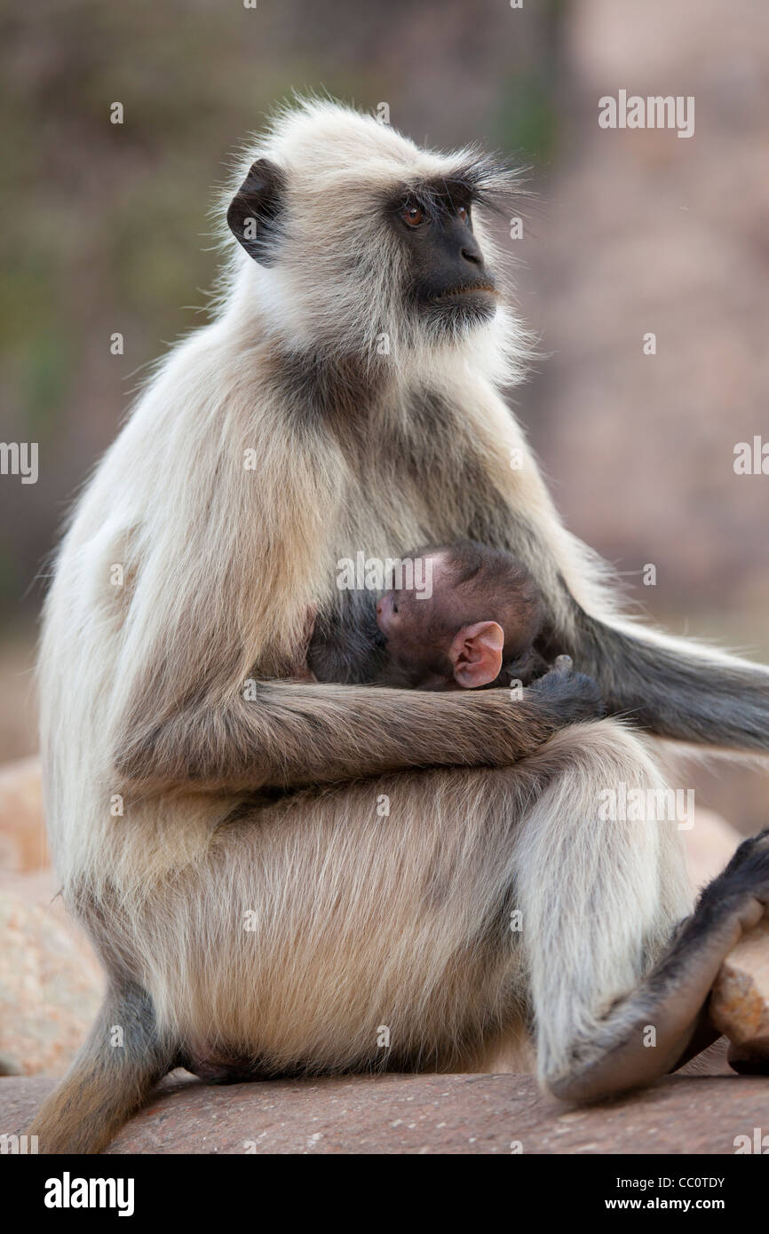 Indian Langur monkeys, Presbytis entellus, female and baby feeding in ...