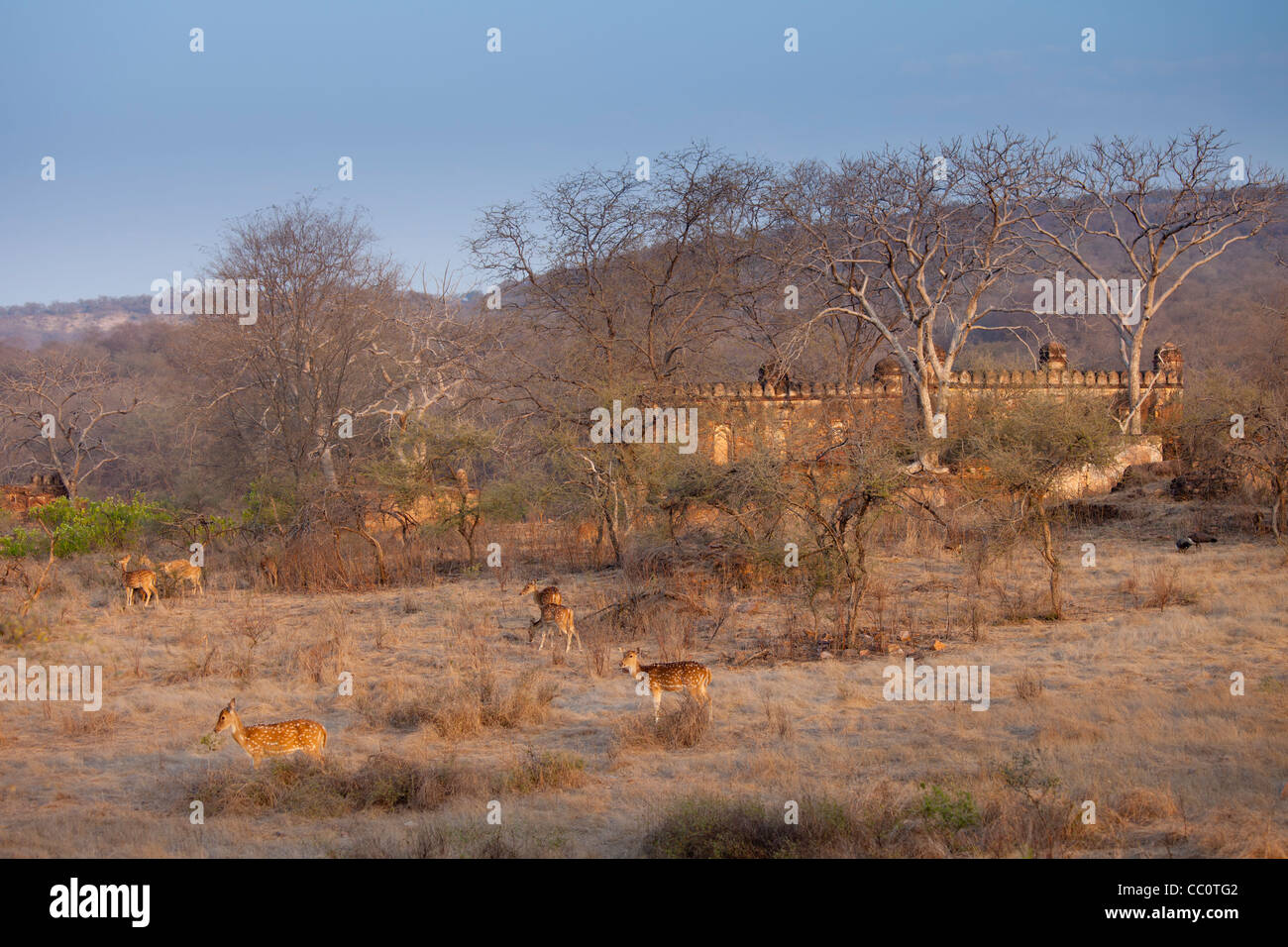 Spotted deer, Axis axis, (Chital), by ruins of mosque in Ranthambhore ...