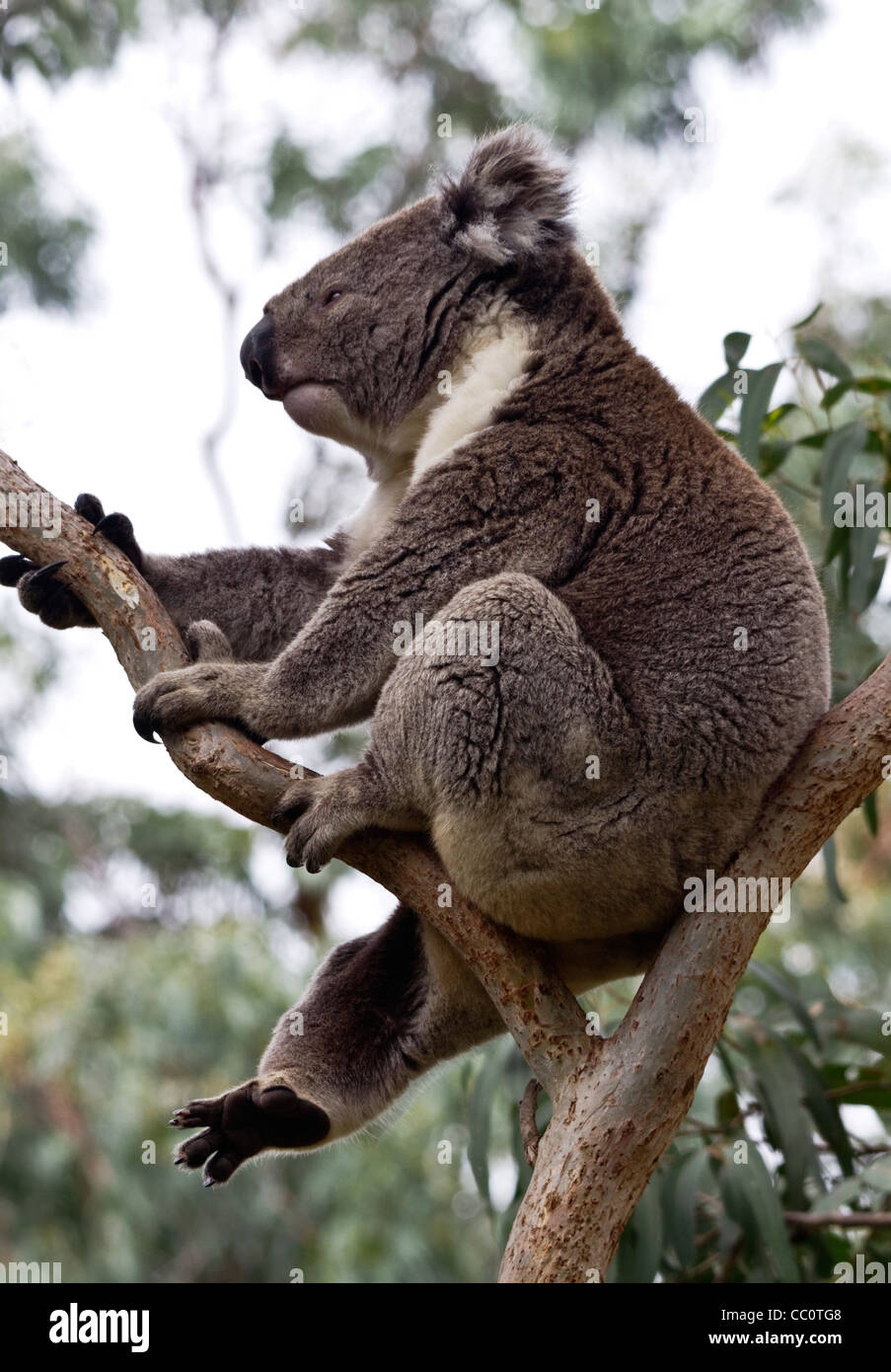 Koala feet australia hi-res stock photography and images - Alamy