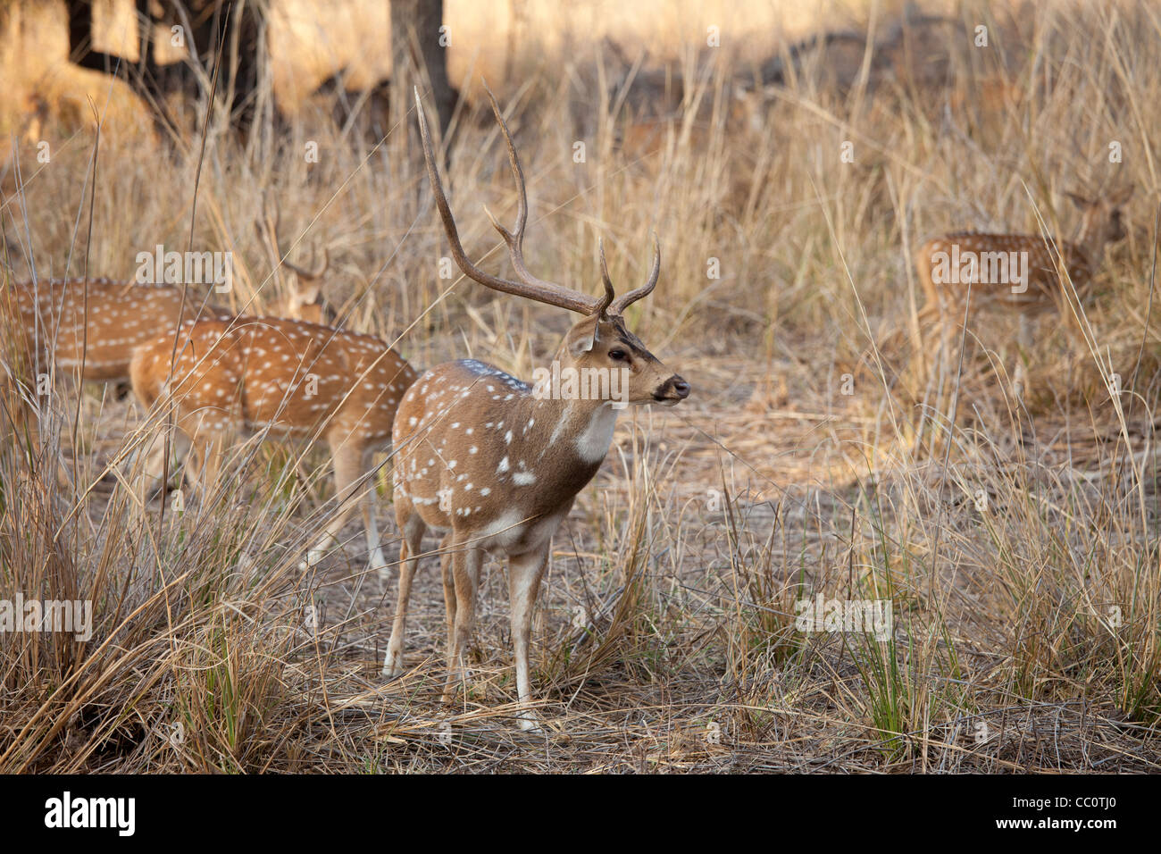 Spotted deer, Axis axis, (Chital), by ruins of mosque in Ranthambhore ...