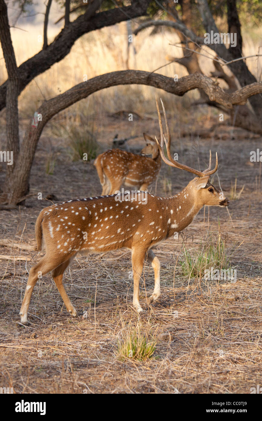 Spotted deer, Axis axis, (Chital), by ruins of mosque in Ranthambhore ...