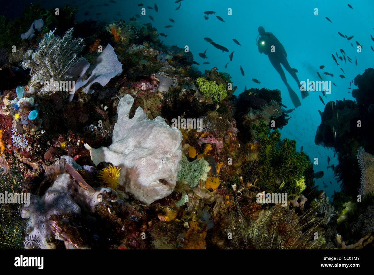Giant frogfish (Antennarius commersoni) and diver. Cannibal Rock ...