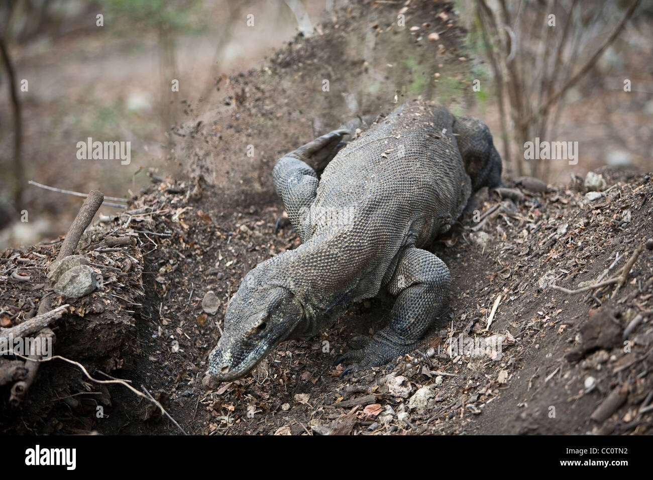 Komodo dragon (Varanus komodoensis) digging into a Megapode nest ...