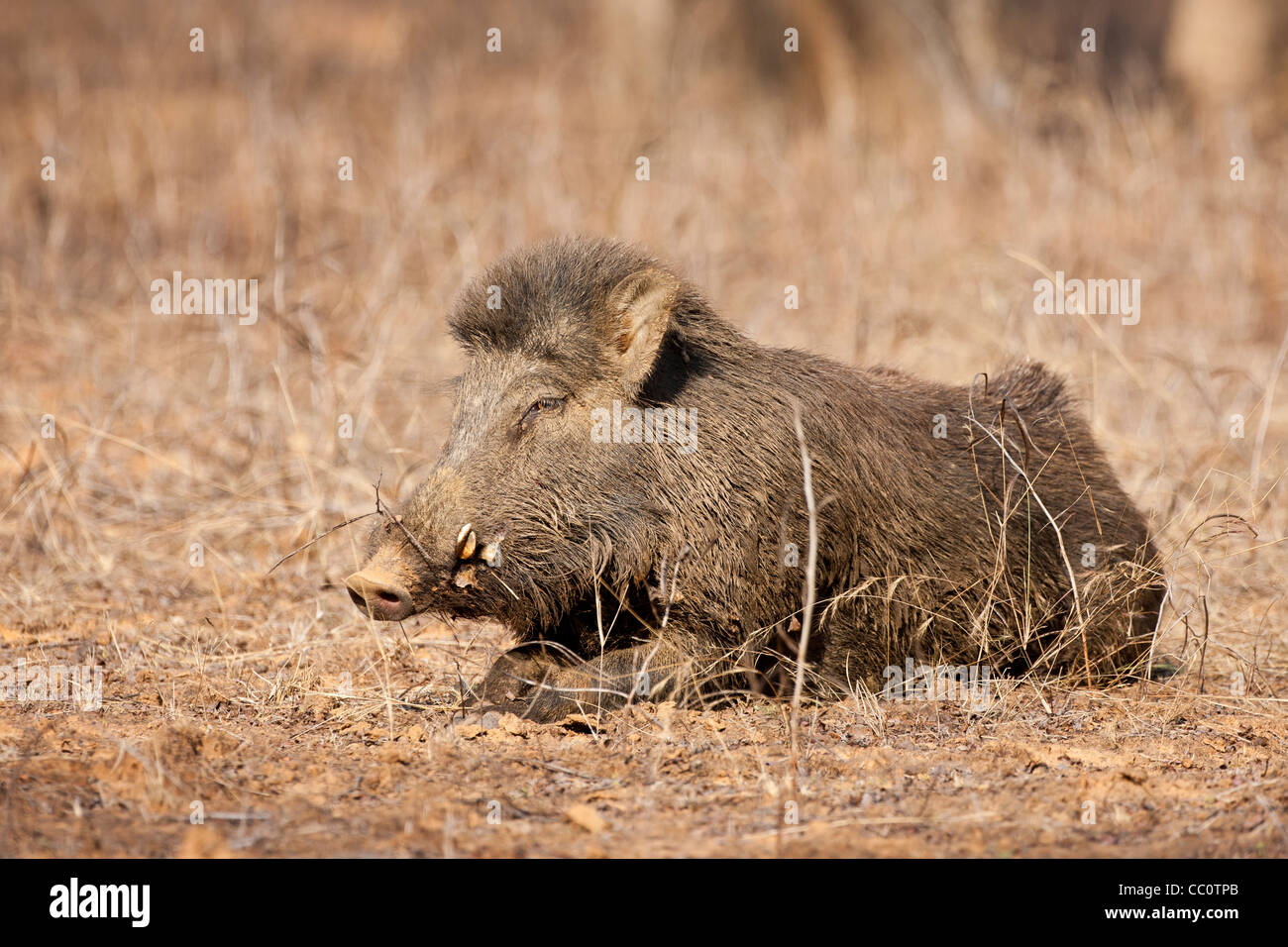 Indian wild boar hi-res stock photography and images - Alamy