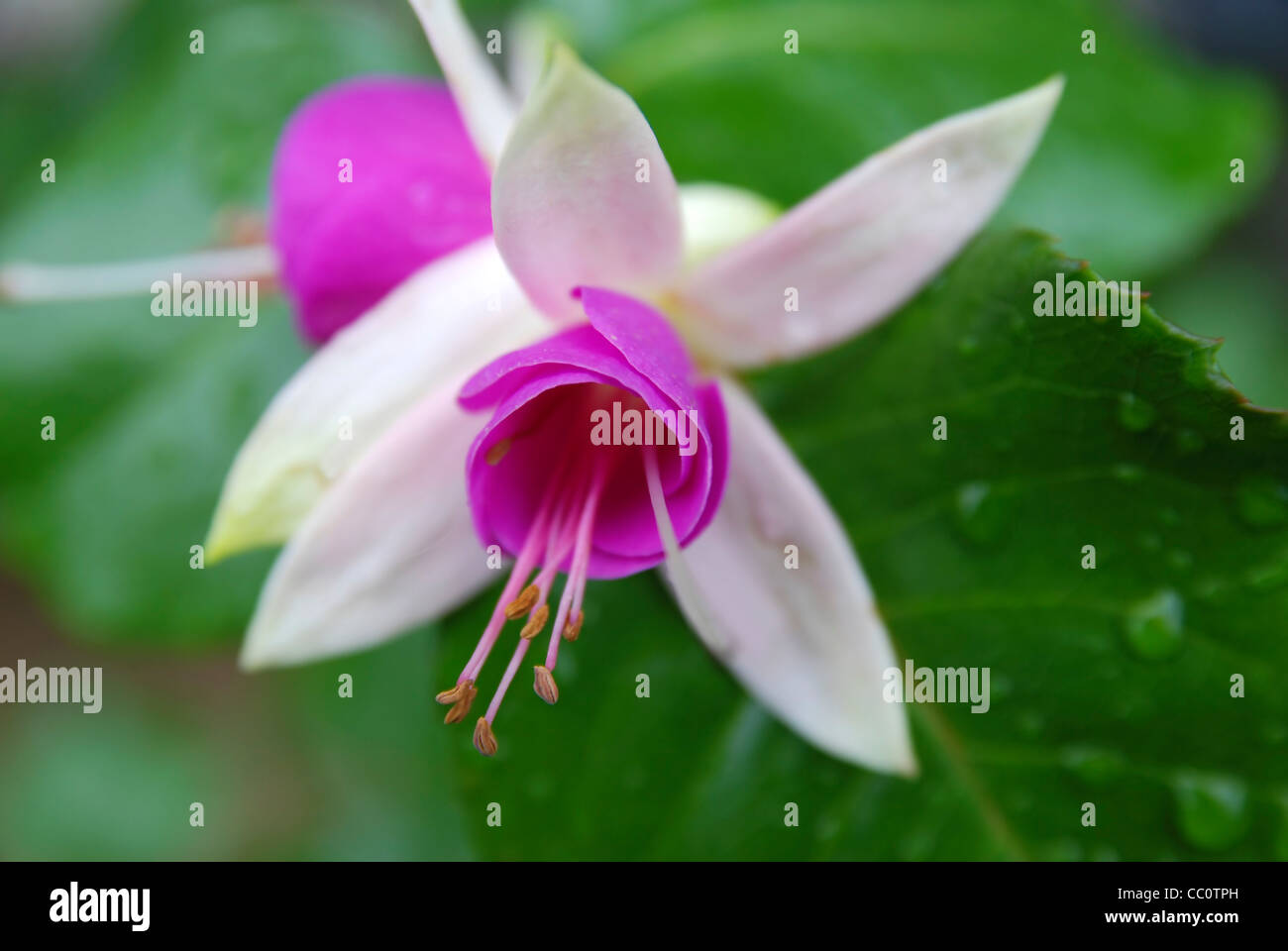 Fuchsia flower detail Stock Photo - Alamy