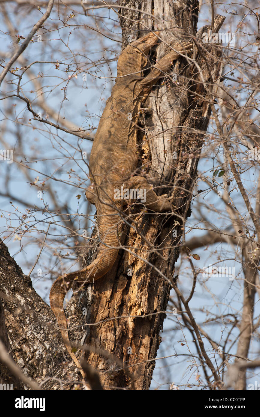 Indian lizards hi-res stock photography and images - Alamy