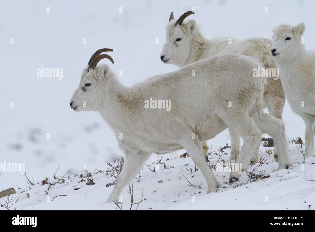 Dall Sheep (Ovis dalli) ewes & lamb in snow in Atigun Pass, Brooks ...