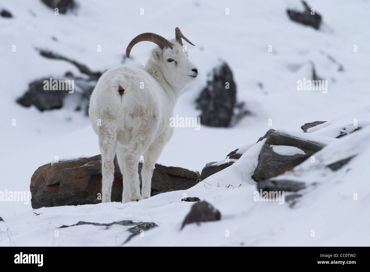 Dall Sheep (Ovis dalli) ram in snow in Atigun Pass, Brooks Range ...
