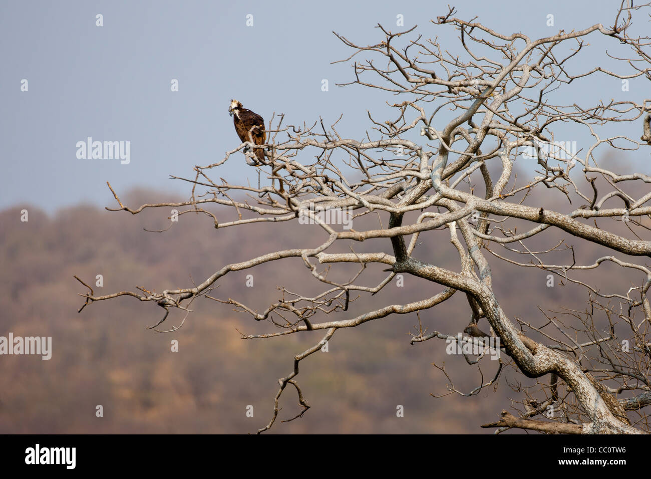 Osprey india hi-res stock photography and images - Alamy