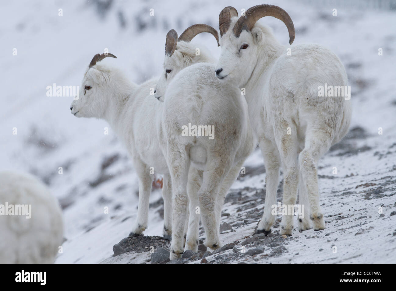 Dall Sheep (Ovis dalli) rams & ewe in snow in Atigun Pass, Brooks Range ...